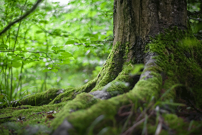How Landscaping Choices Impact Underground Plumbing in Rancho Cucamonga ...